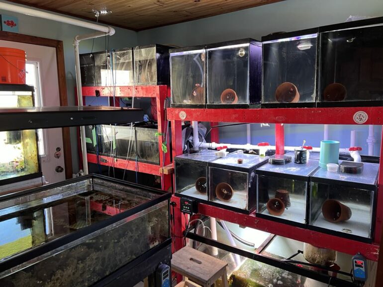 Can You Make It as a Fish Breeder? | Reef Builders | The Reef and ...