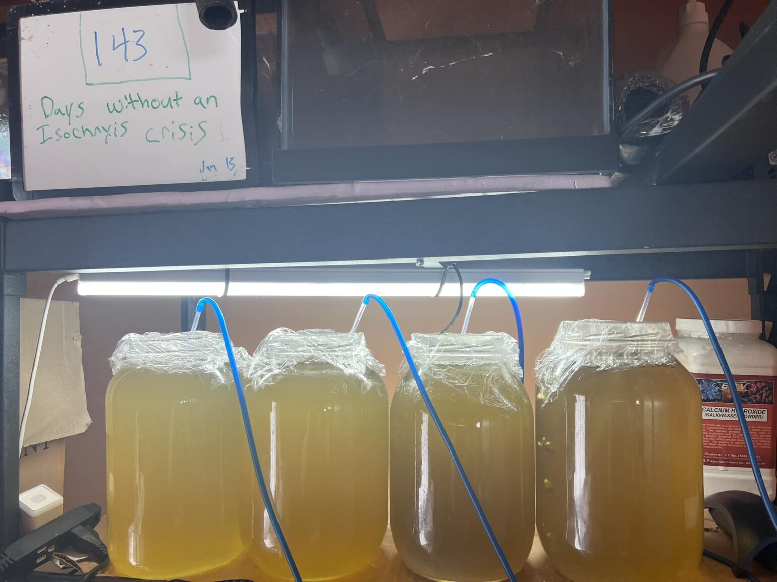 Can You Make It as a Fish Breeder? | Reef Builders | The Reef and ...