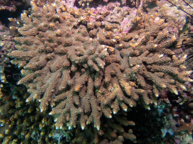 The Staghorns of Bauhinia: A Short Tour Of Acropora Species In Wild ...