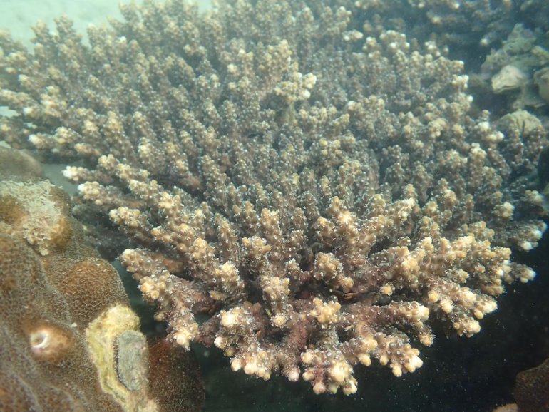 The Staghorns of Bauhinia: A Short Tour Of Acropora Species In Wild ...