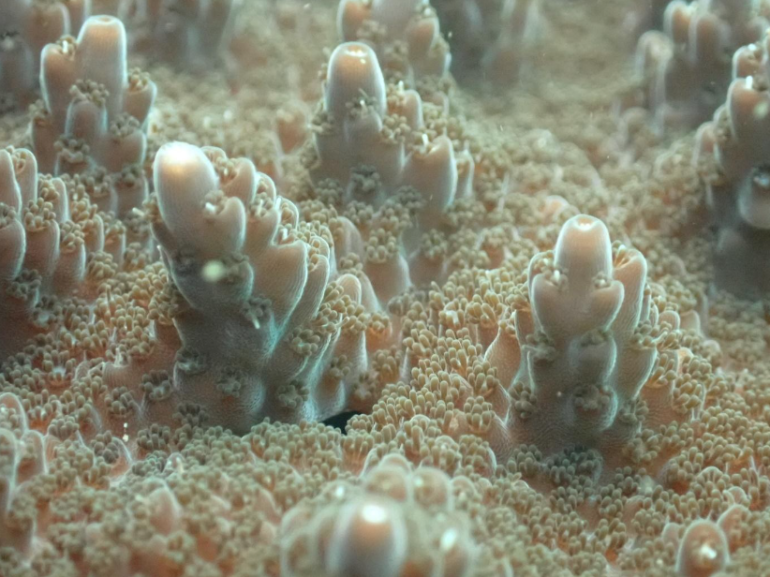 The Staghorns of Bauhinia: A Short Tour Of Acropora Species In Wild Hong Kong | Reef Builders ...