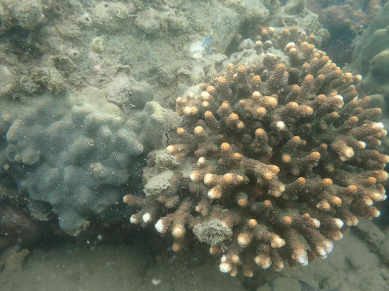 The Staghorns of Bauhinia: A Short Tour Of Acropora Species In Wild ...