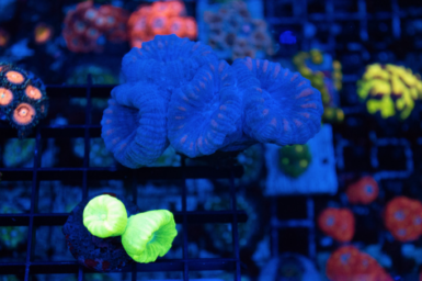 Unique Blue-Grey and Red Candy Cane Coral | Reef Builders | The Reef ...