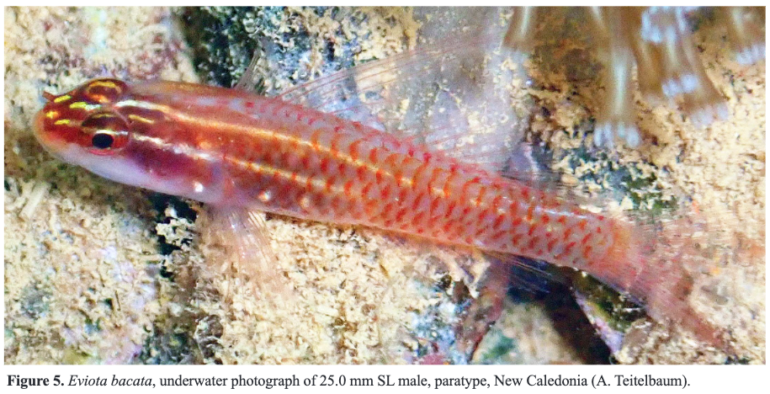 Eviota bacata is a New Species of dwarfgoby from New Caledonia | Reef ...