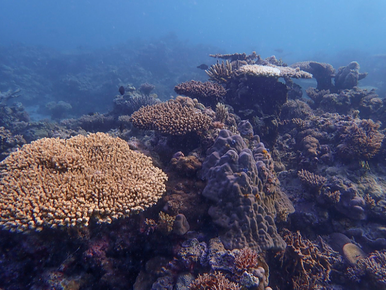 Scientists confirm Western Australia oceanic reefs avoid mass bleaching ...