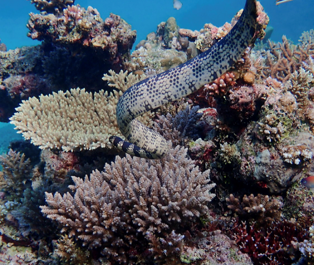 Reef Builders | The Reef and Saltwater Aquarium Blog