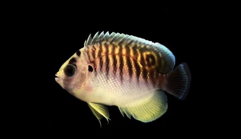 De Jong Marinelife shows off over 60 Captive-Bred Saltwater Fish ...