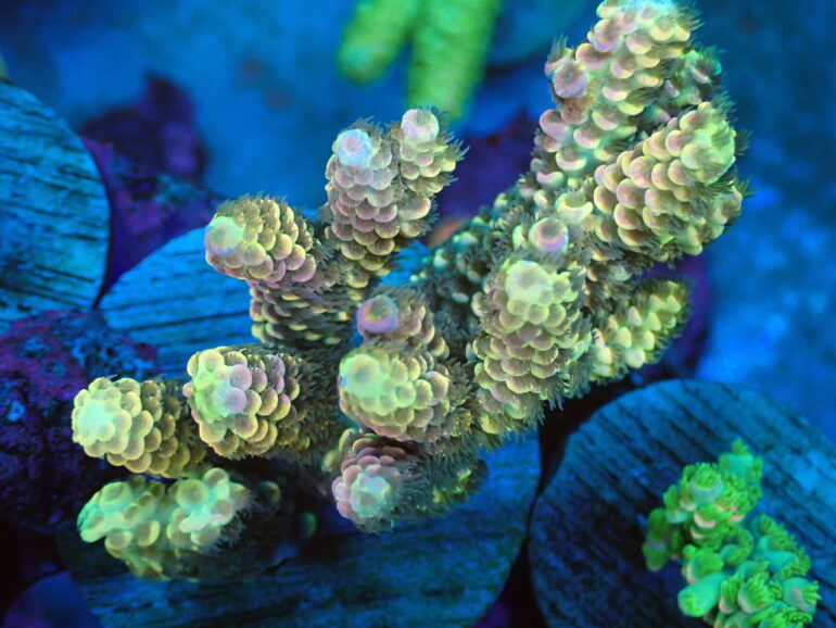 Reef Nook’s Wild Grafted tenuis is an Acroholic’s dream | Reef Builders ...