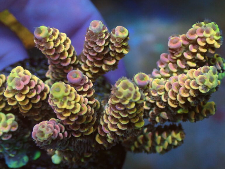 Reef Nook’s Wild Grafted tenuis is an Acroholic’s dream | Reef Builders ...