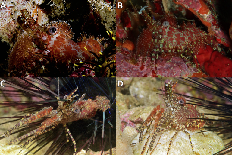An Identification Guide to the Saron Shrimps | Reef Builders | The Reef ...