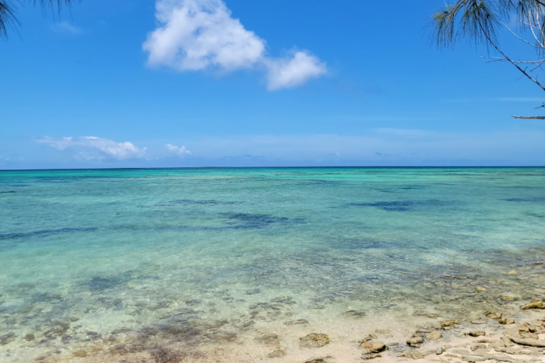 DOC is The Most Important Parameter For A Healthy Reef Tank: Here’s a ...