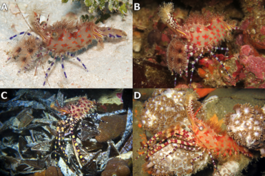 An Identification Guide to the Saron Shrimps | Reef Builders | The Reef ...