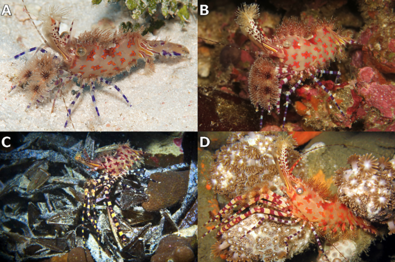 An Identification Guide to the Saron Shrimps | Reef Builders | The Reef ...