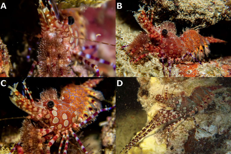 An Identification Guide to the Saron Shrimps | Reef Builders | The Reef ...