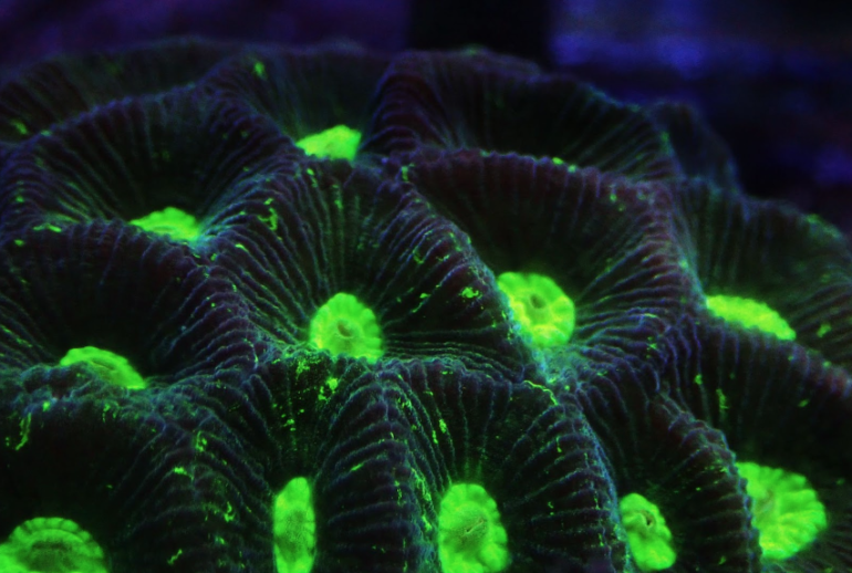 Your Favia’s Not a Favia - A Cursory Guide to Ex-Favia Merulinid Corals ...