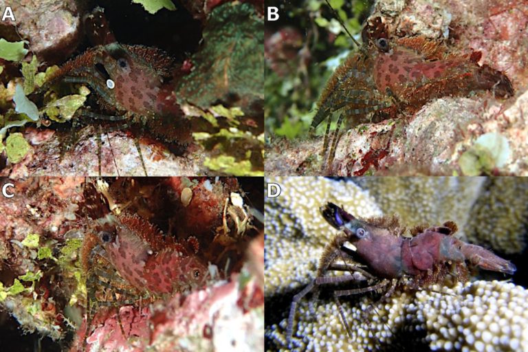 An Identification Guide to the Saron Shrimps | Reef Builders | The Reef ...