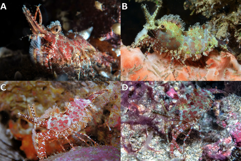 An Identification Guide to the Saron Shrimps | Reef Builders | The Reef ...