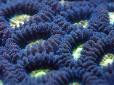 Your Favia’s Not a Favia - A Cursory Guide to Ex-Favia Merulinid Corals ...