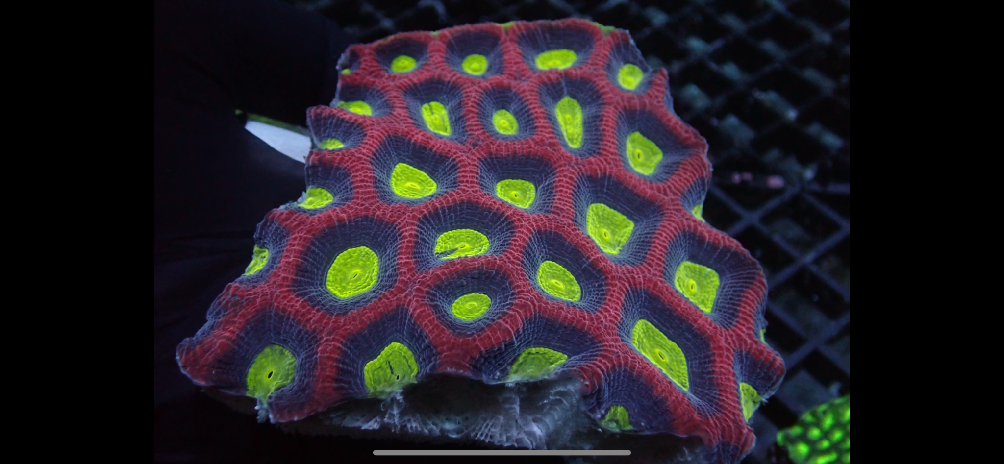 Your Favia’s Not a Favia - A Cursory Guide to Ex-Favia Merulinid Corals ...