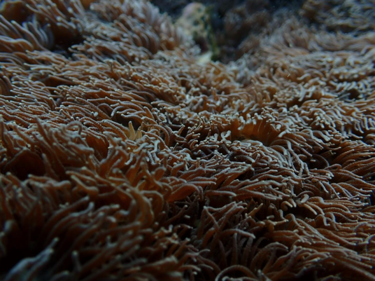 Pagoda Cup Coral: The Duncan Coral That Never Was | Reef Builders | The ...