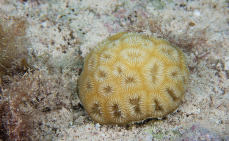 Your Favia’s Not a Favia - A Cursory Guide to Ex-Favia Merulinid Corals ...