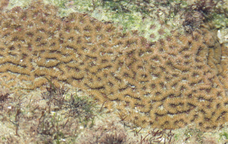 Your Favia’s Not a Favia - A Cursory Guide to Ex-Favia Merulinid Corals ...