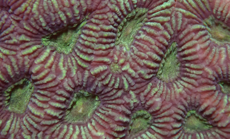 Your Favia’s Not a Favia - A Cursory Guide to Ex-Favia Merulinid Corals ...