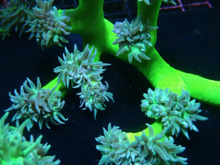 Pagoda Cup Coral: The Duncan Coral That Never Was | Reef Builders | The ...