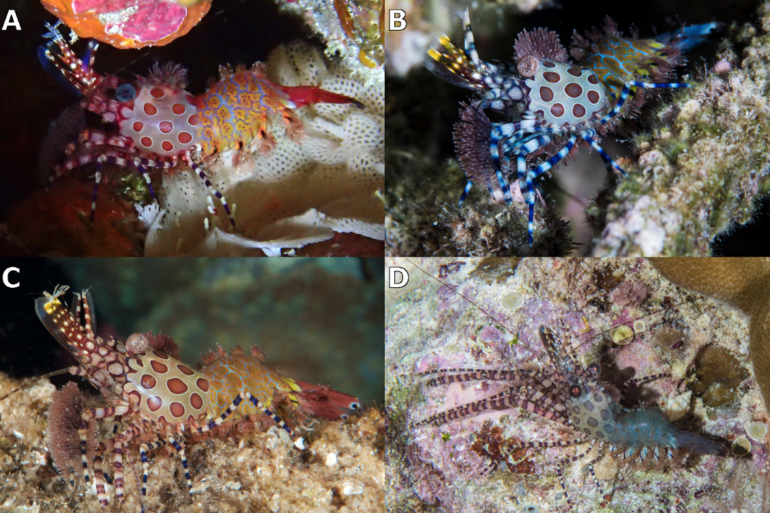 An Identification Guide to the Saron Shrimps | Reef Builders | The Reef ...