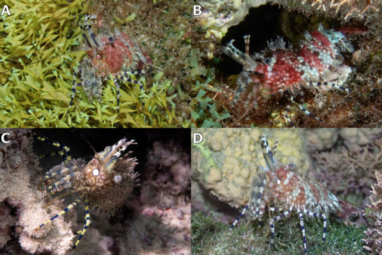 An Identification Guide to the Saron Shrimps | Reef Builders | The Reef ...