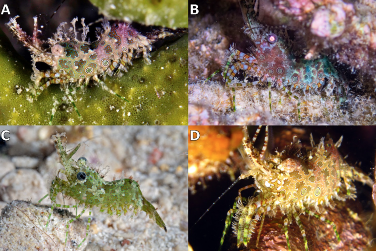 An Identification Guide to the Saron Shrimps | Reef Builders | The Reef ...