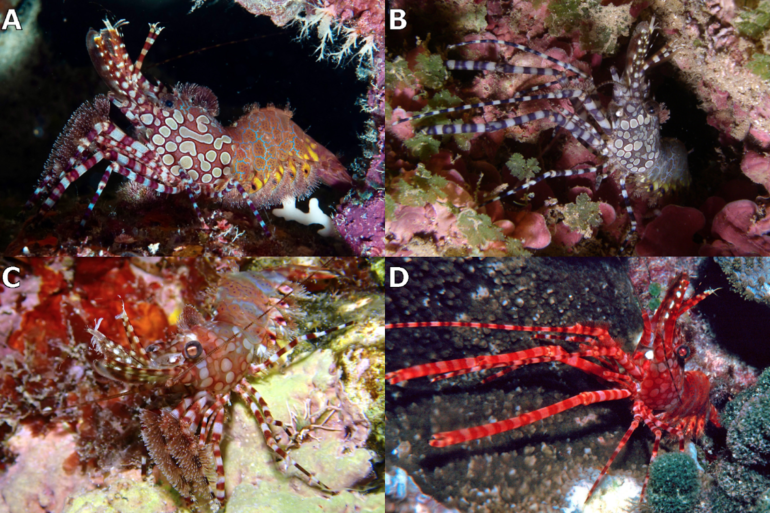 An Identification Guide to the Saron Shrimps | Reef Builders | The Reef ...
