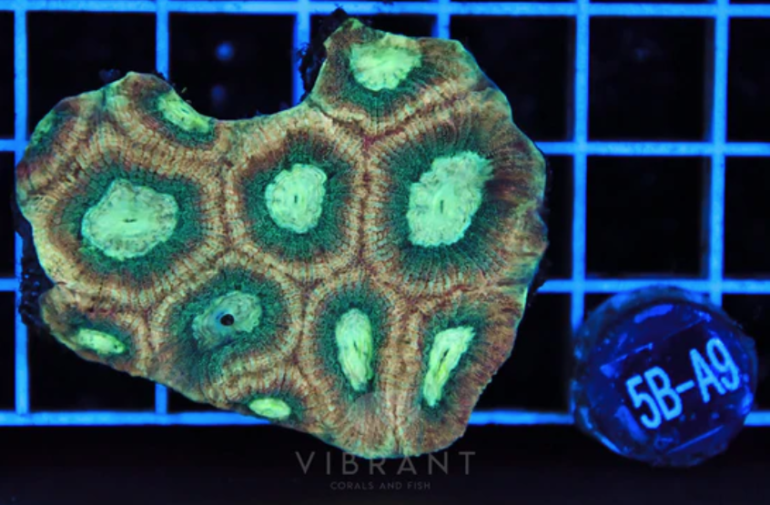 Your Favia’s Not a Favia - A Cursory Guide to Ex-Favia Merulinid Corals ...