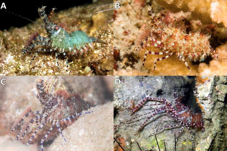 An Identification Guide to the Saron Shrimps | Reef Builders | The Reef ...