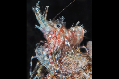 An Identification Guide to the Saron Shrimps | Reef Builders | The Reef ...