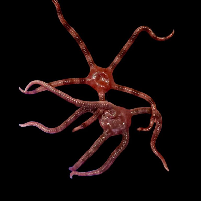 Serpent Starfish are Overlooked Organisms for Aquariums | Reef Builders ...