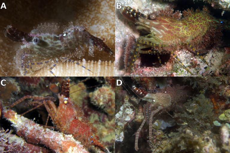 An Identification Guide to the Saron Shrimps | Reef Builders | The Reef ...