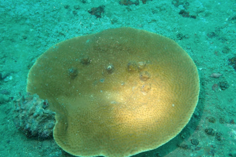 Pagoda Cup Coral: The Duncan Coral That Never Was | Reef Builders | The ...