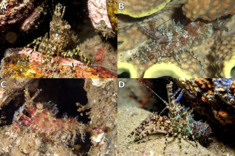 An Identification Guide to the Saron Shrimps | Reef Builders | The Reef ...