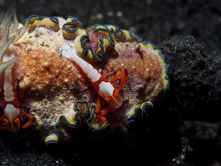 The Emperor of Commensal Shrimp Relationships | Reef Builders | The ...