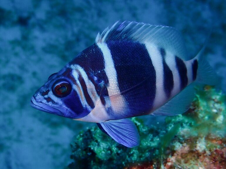 Coral City Camera Captures Indigo X Barred Hamlet Hybrid in Miami ...