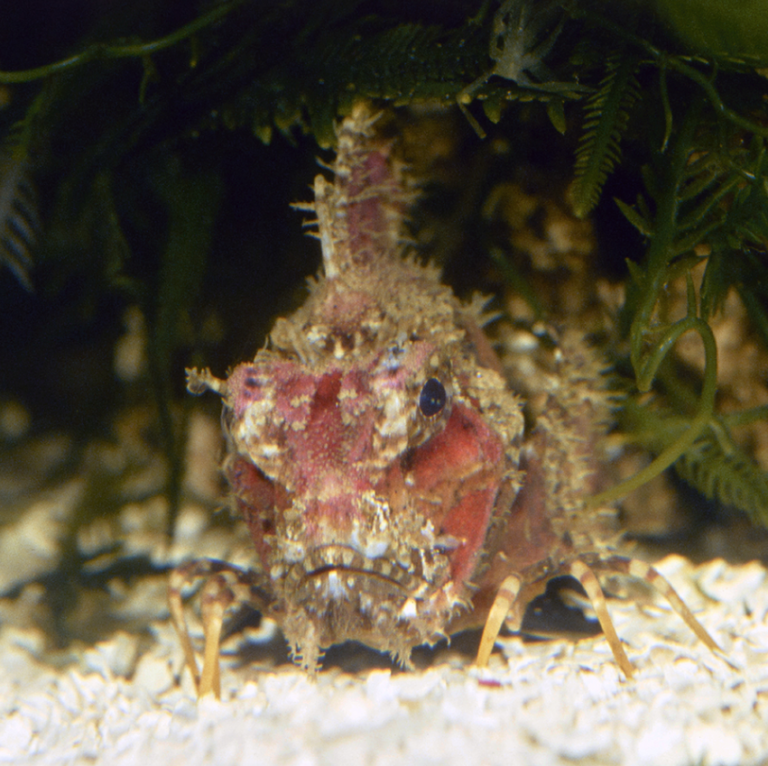 My Top 10 Predatory Fish for 50-Gallon Aquariums and Under | Reef ...