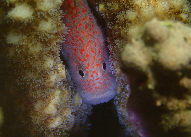 My Top 10 Predatory Fish for 50-Gallon Aquariums and Under | Reef ...