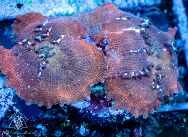 Panic! at the Disco(soma) - An Overview of Discosoma spp. Corallimorphs ...