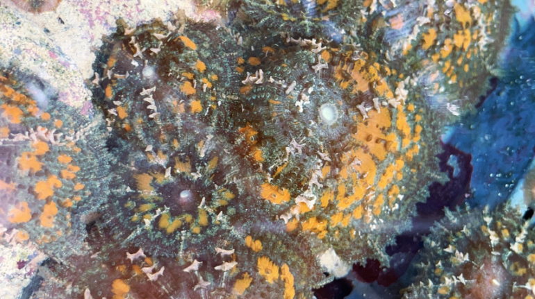 Panic! at the Disco(soma) - An Overview of Discosoma spp. Corallimorphs ...