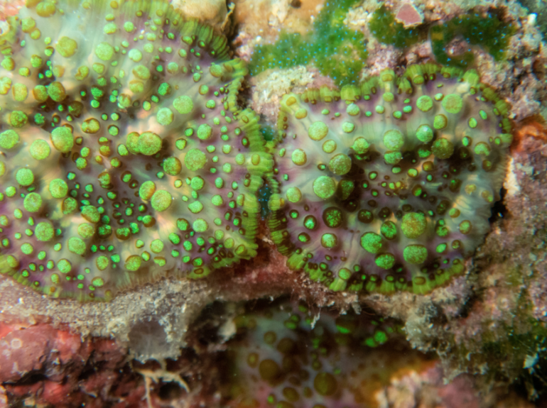 Panic! at the Disco(soma) - An Overview of Discosoma spp. Corallimorphs ...