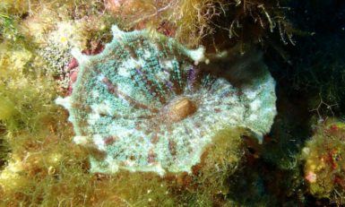 Panic! at the Disco(soma) - An Overview of Discosoma spp. Corallimorphs ...