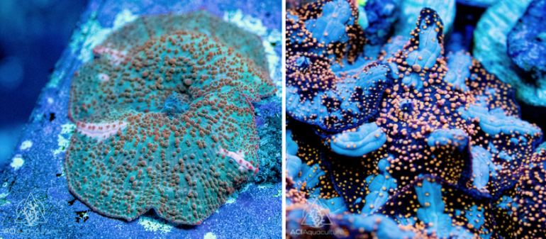 Panic! at the Disco(soma) - An Overview of Discosoma spp. Corallimorphs | Reef Builders | The ...