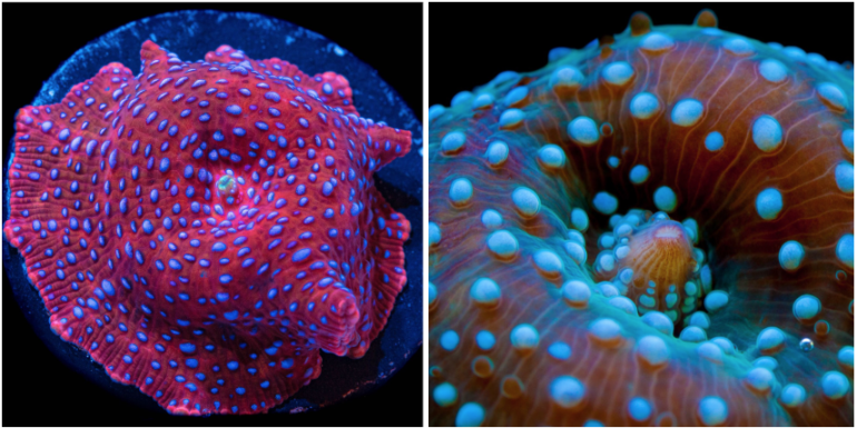 Panic! at the Disco(soma) - An Overview of Discosoma spp. Corallimorphs ...