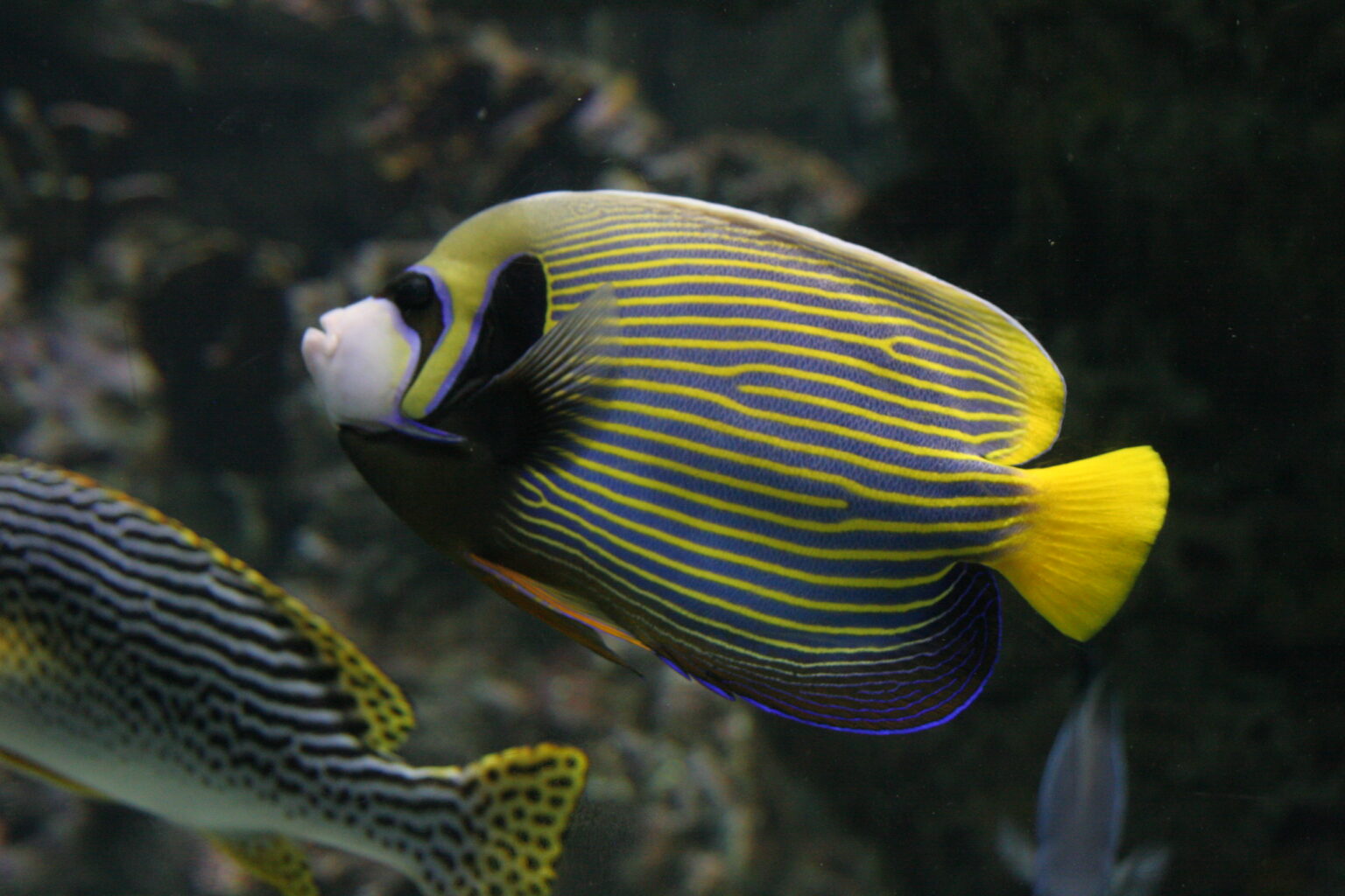 How to Mix Aggressive and Territorial Marine Fish | Reef Builders | The ...